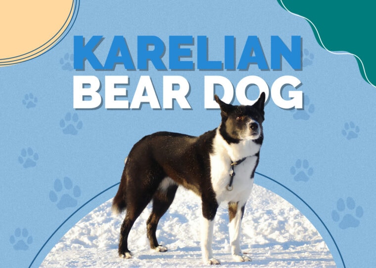 Karelian Bear Dog Breed: Info, Pictures, Personality & More | Hepper ...