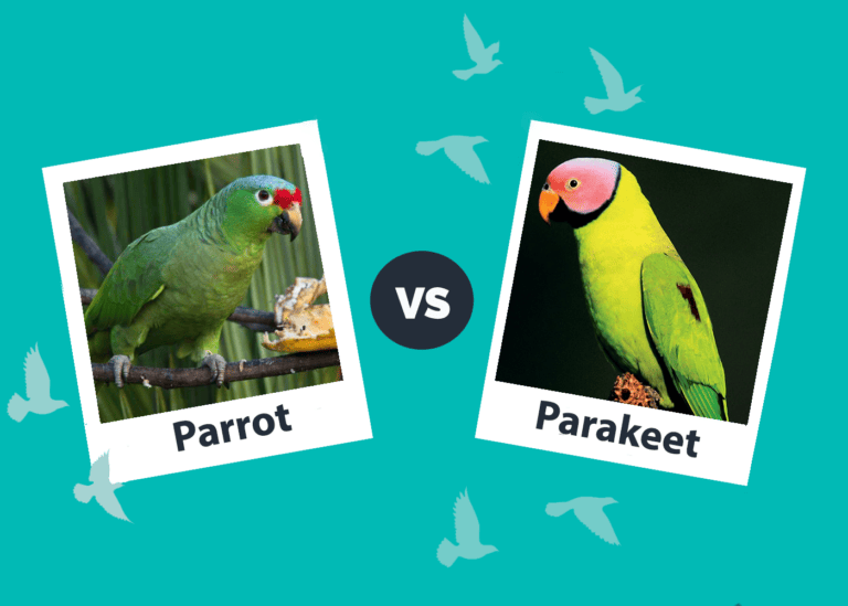 12 Small Parrot Breeds: Info, Pictures, Facts & History | Hepper Pet Resources