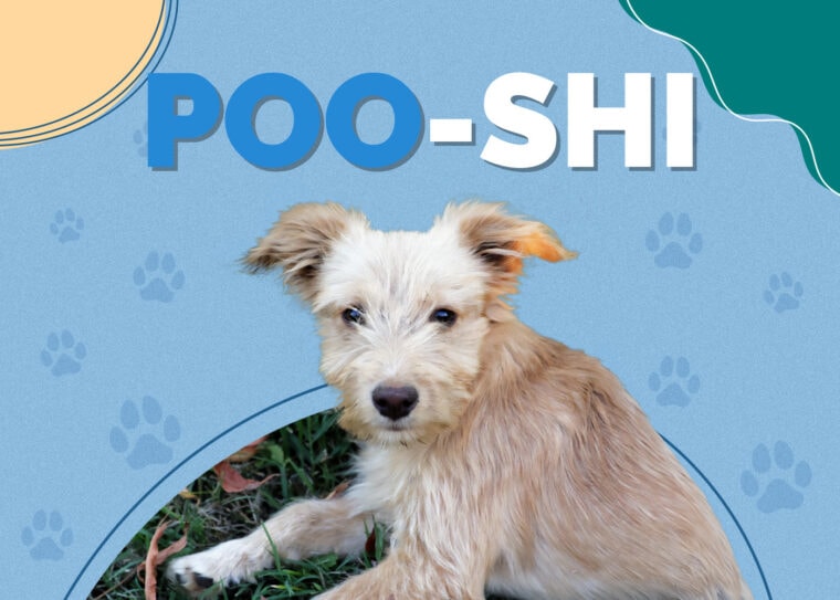 Poo-Shi (Poodle & Shiba Inu Mix): Info, Pictures, Traits, Facts ...