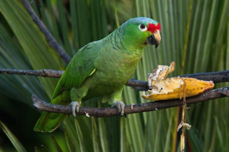 Red Amazon Parrot: Pictures, Personality, Info & Care Guide | Hepper ...