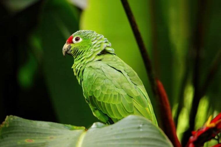 Red Amazon Parrot: Pictures, Personality, Info & Care Guide | Hepper ...