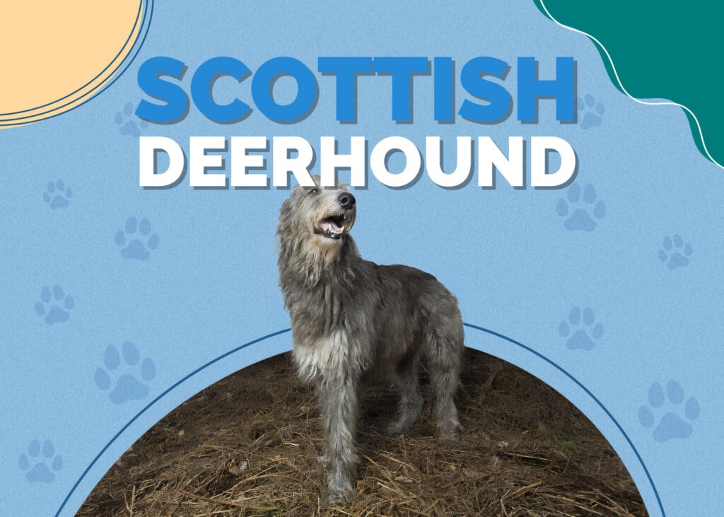 Scottish Deerhound Dog Breed: Info, Pictures, Personality & More ...