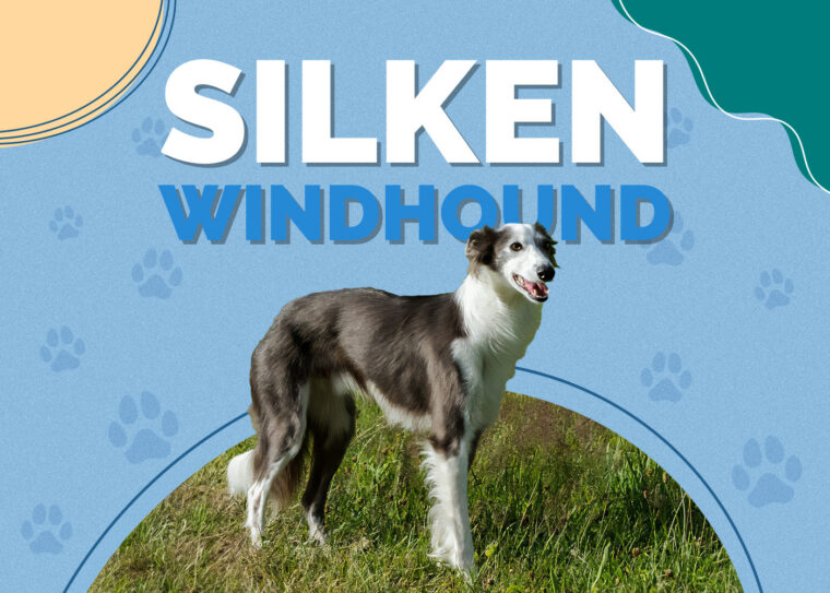 Silken Windhound Dog Breed: Info, Pictures, Traits & Facts | Hepper Pet ...