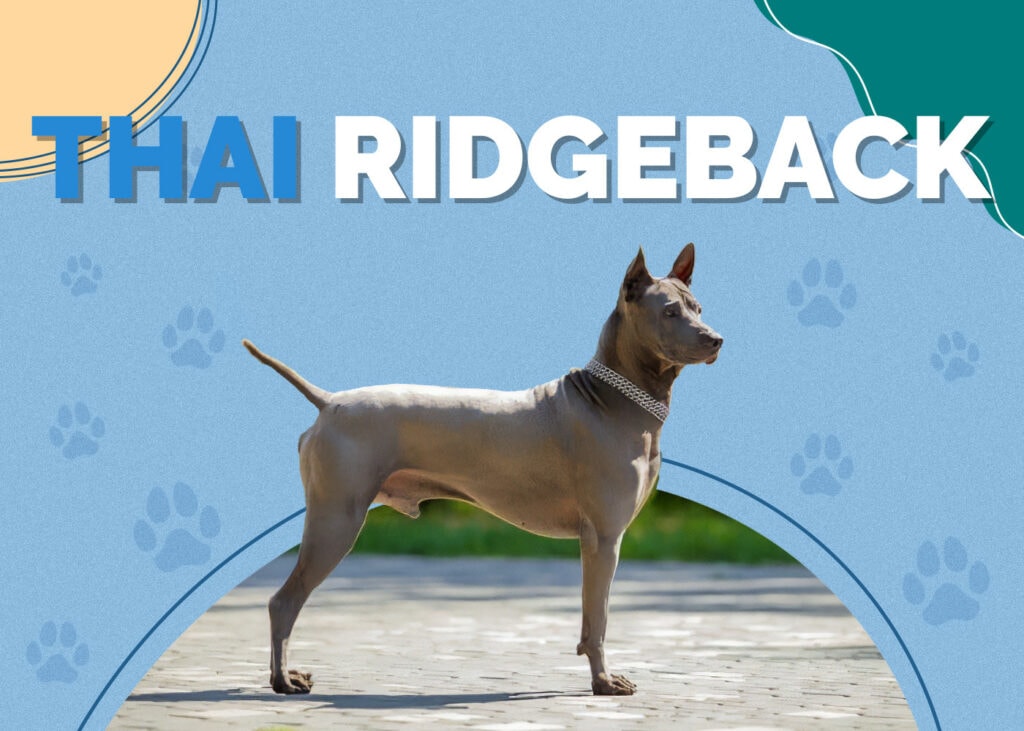 Thai Ridgeback | Dog Breed Info: Pictures, Traits & Facts | Hepper Pet ...