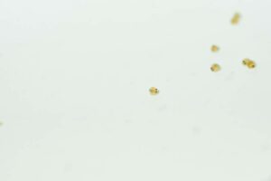 Goldfish Fry: The Ultimate Guide to Raising Your Fish Babies | Hepper ...