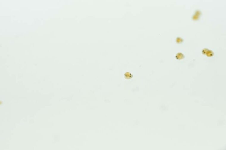 Goldfish Fry: The Ultimate Guide to Raising Your Fish Babies | Hepper ...