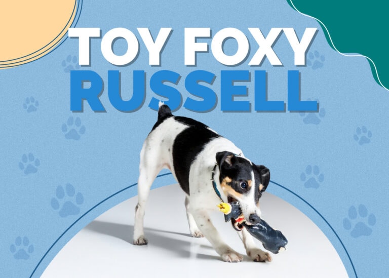 Mini Foxy Russell (Mini Fox Terrier & Jack Russell Terrier Mix) Dog ...