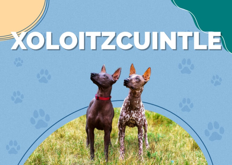Xoloitzcuintle Dog Breed Info: Pictures, Characteristics & Facts ...