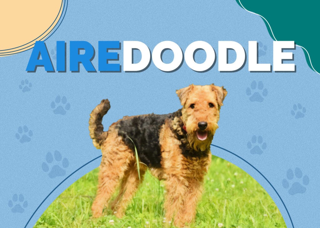 Airedoodle (Airedale Terrier & Poodle Mix): Info, Pictures ...