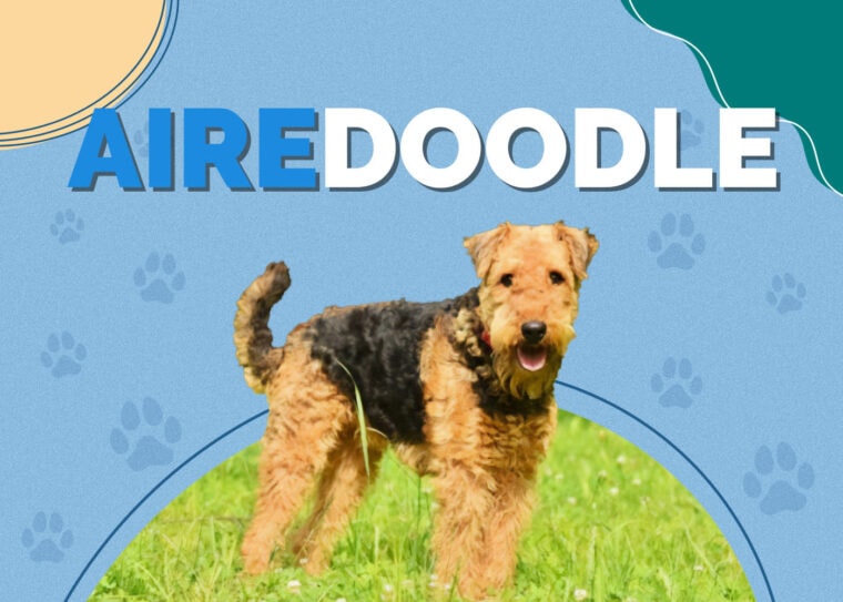 Airedoodle (Airedale Terrier & Poodle Mix): Info, Pictures ...