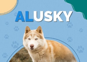 Alusky (Alaskan Malamute & Siberian Husky Mix): Info, Pictures, Facts ...