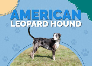 American Leopard Hound: Info, Pictures, Characteristics & Facts ...