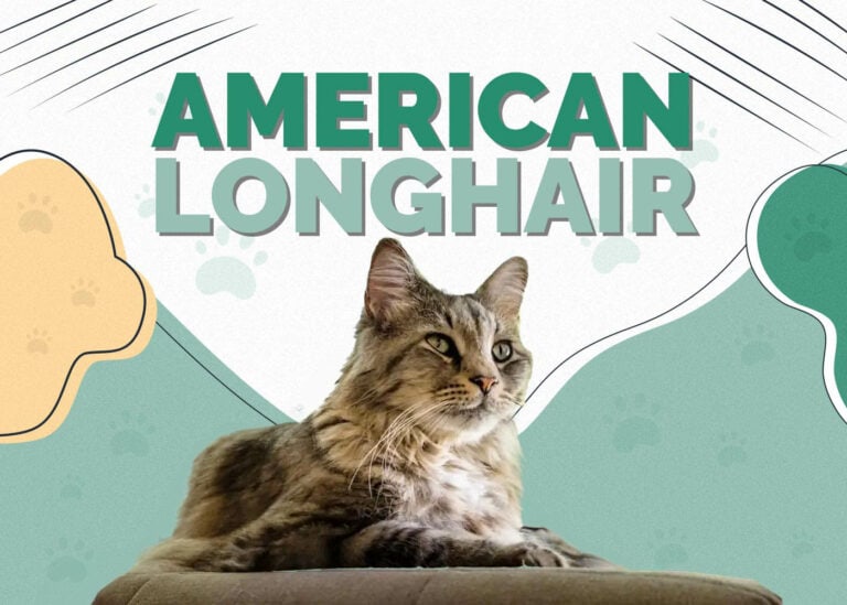 American Longhair Cat: Info, Pictures, Characteristics & Facts | Hepper ...