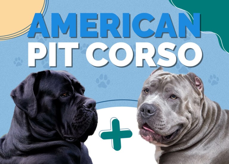 American Pit Corso (American Pitbull Terrier & Cane Corso Mix): Info ...