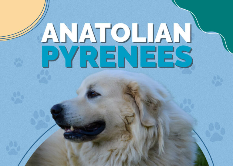 Saint Pyrenees (Great Pyrenees & Saint Bernard Mix): Info, Pictures ...