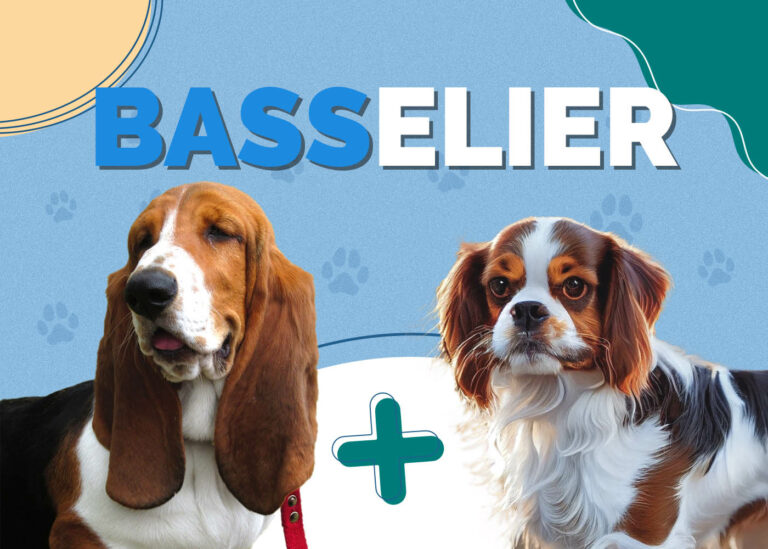 Basselier (Cavalier King Charles Spaniel & Basset Hound Mix): Info ...