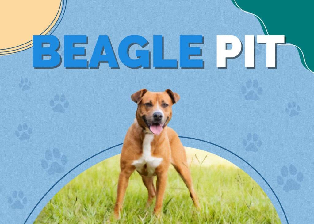 Beagle Pit (Pitbull & Beagle Mix): Info, Pictures, Traits & More ...