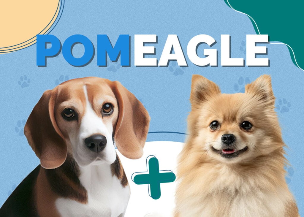 Beagle Pomeranian Mix (Pomeagle): Info, Pictures & Traits | Hepper Pet ...