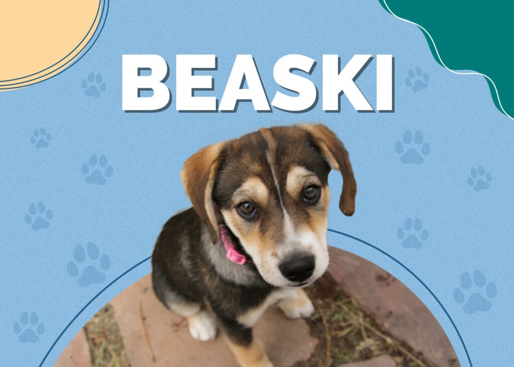 Beaski (Beagle & Siberian Husky Mix): Info, Pictures, Facts | Hepper ...