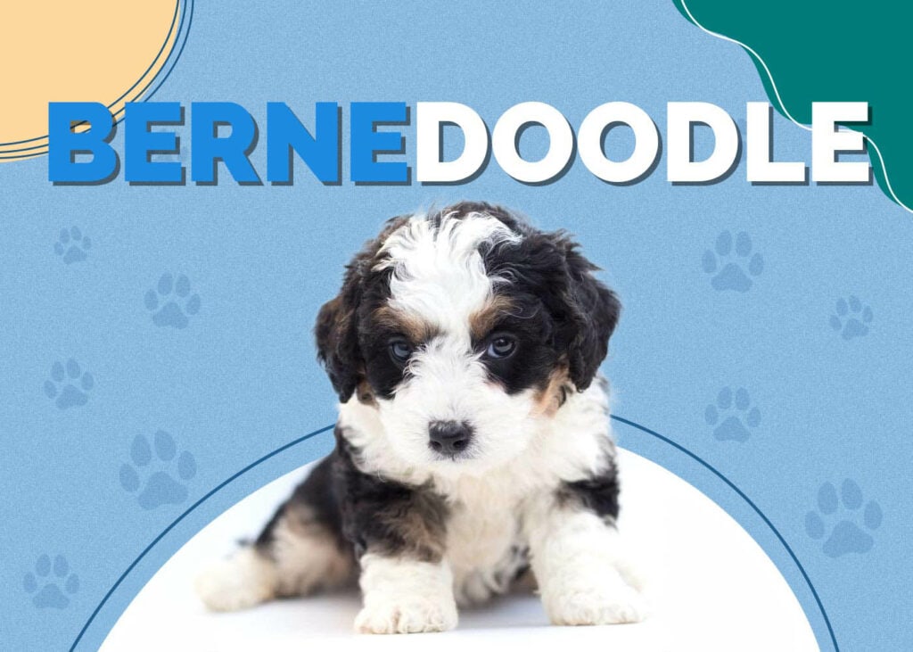 Bernedoodle (Bernese Mountain Dog & Poodle Mix): Info, Pictures & More ...