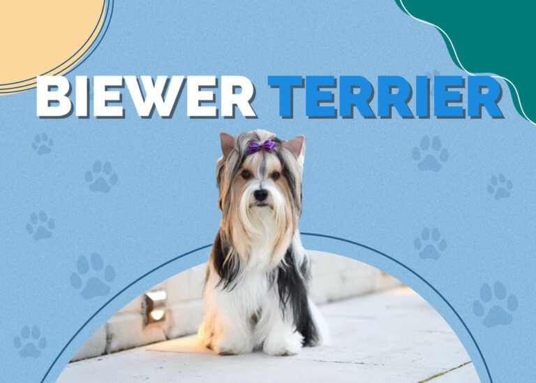 Silky Terrier Dog Breed Info: Pictures, Puppies, Traits & Facts ...