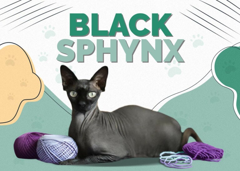 Calico Sphynx Cat: Info, Pictures, Origin & History | Hepper Pet Resources