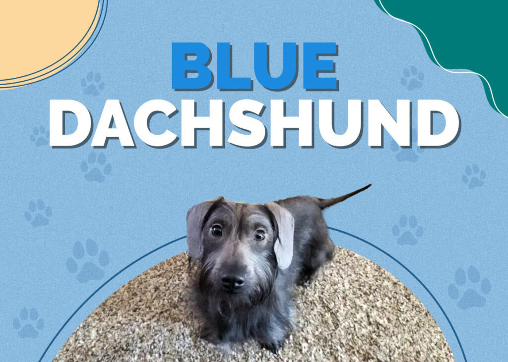 Blue Dachshund: Breed Info, Pictures, Traits & Puppies | Hepper Pet ...
