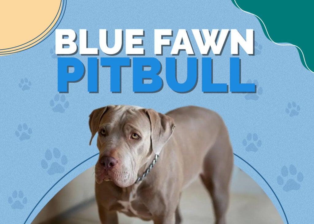 Blue Fawn Pitbull: Breed Info, Pictures, Traits & Facts | Hepper Pet ...
