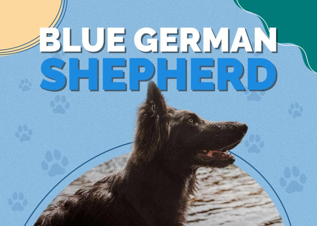 Blue German Shepherd Dog Breed: Info, Pictures, Care & More | Hepper ...