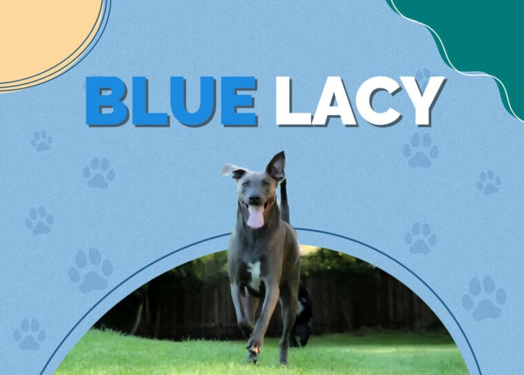 Blue Lacy Dog: Info, Pictures, Characteristics & Facts | Hepper Pet ...