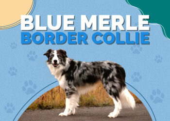 Blue Merle Border Collie Dog Breed: Info, Pictures, Traits & More ...