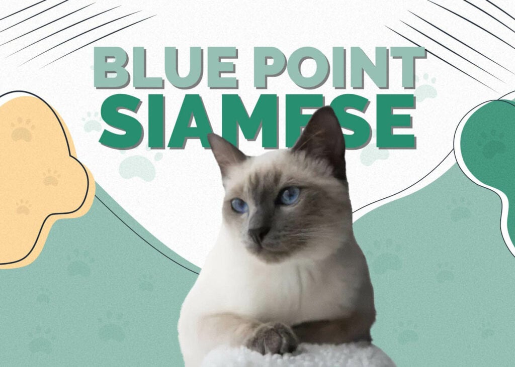 Blue Point Siamese Cat: Info, Pictures, Characteristics & Facts ...
