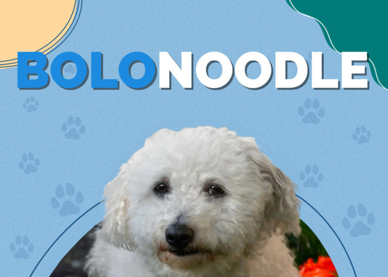 Bolonoodle (Bolognese & Poodle Mix): Info, Pictures, Characteristics ...