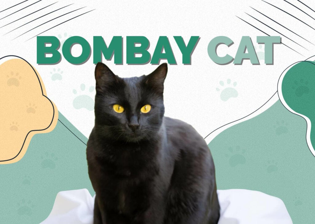 Bombay Cat: Info, Pictures, Traits & Facts | Hepper Pet Resources