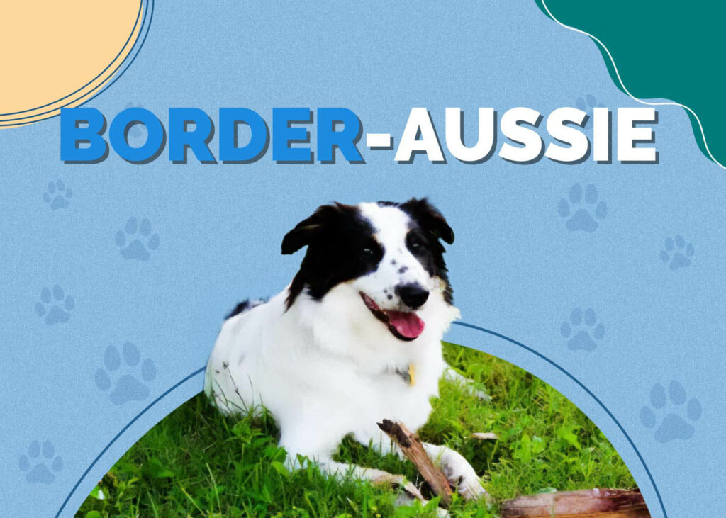 Border-Aussie (Border Collie & Australian Shepherd Mix): Info, Pictures ...