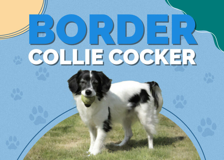 Border Collie Cocker (Border Collie & English Cocker Spaniel Mix): Info ...