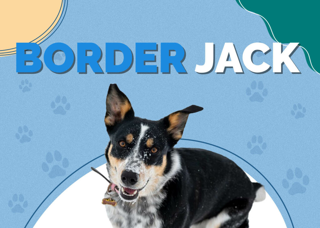 Border Jack (Border Collie & Jack Russell Terrier Mix): Info, Pictures ...