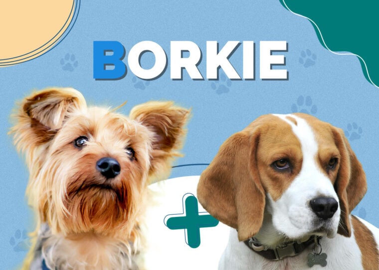 Borkie (Beagle & Yorkie Mix): Info, Pictures, Traits & More | Hepper ...