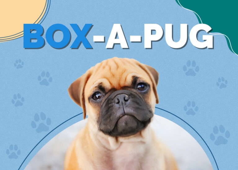 Box-A-Pug (Boxer & Pug Mix): Info, Pictures, Characteristics & Facts ...