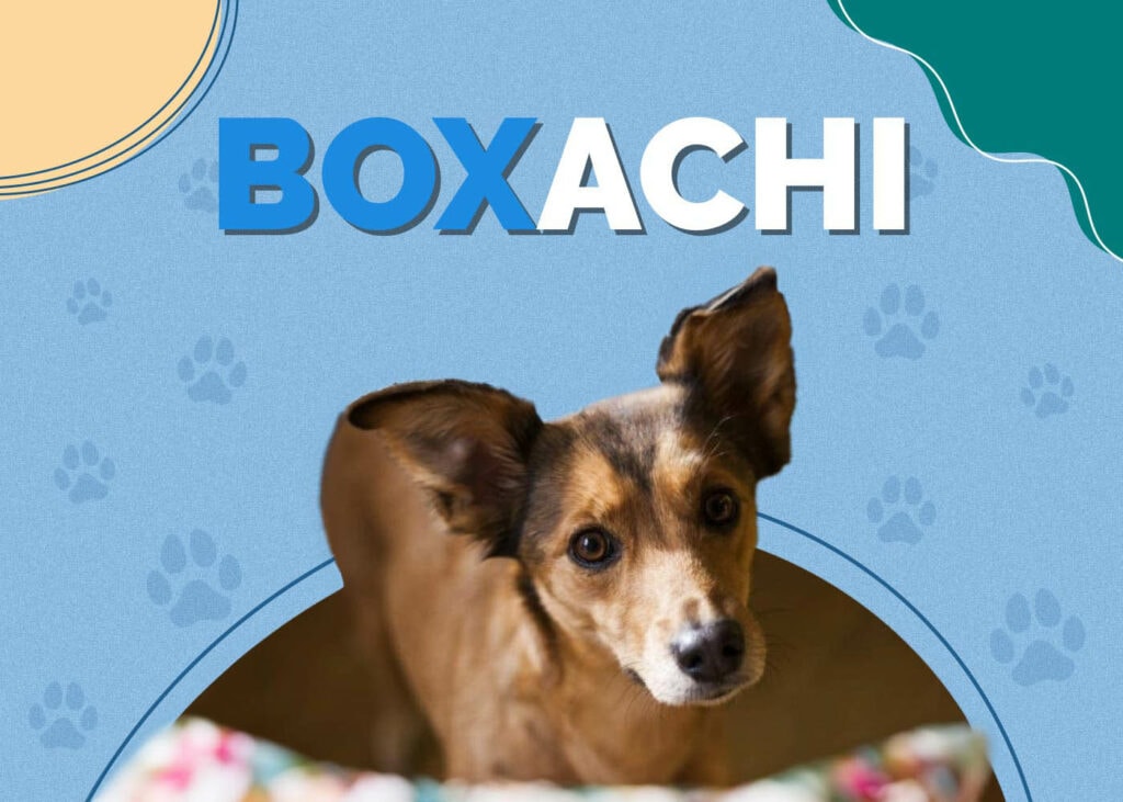 Boxachi (Boxer & Chihuahua Mix): Info, Pictures, Characteristics ...