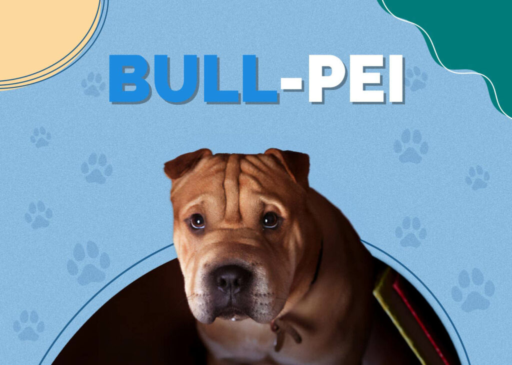 Bull-Pei (English Bulldog & Shar-Pei Mix): Info, Pictures ...