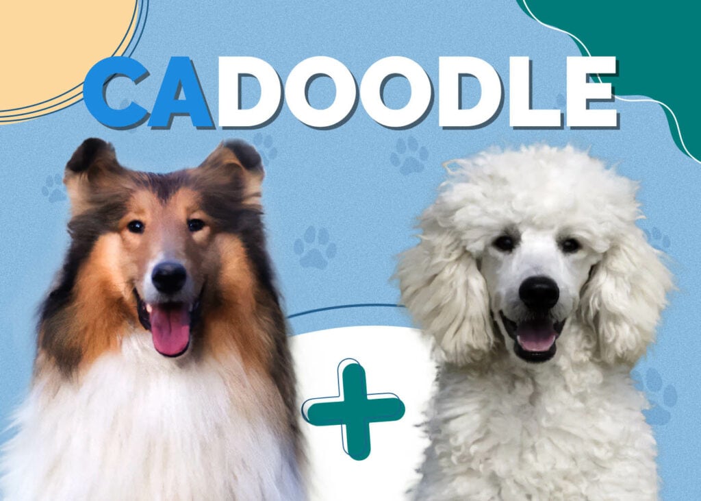 Cadoodle (Collie & Poodle Mix): Pictures, Info, Traits & Facts | Hepper ...
