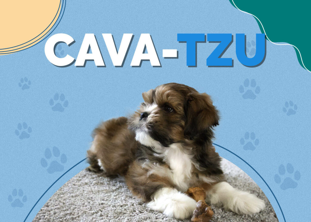 Cava-Tzu (King Charles Spaniel & Shih-Tzu Mix): Info, Pictures ...