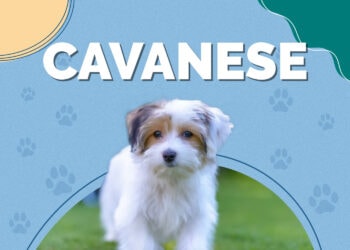 Cavanese (Cavalier King Charles Spaniel & Havanese Mix): Pictures, Info ...