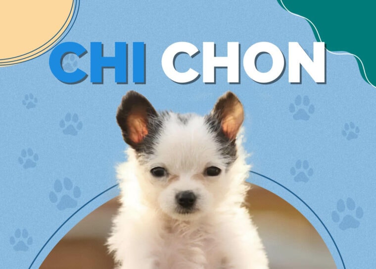 Chi Chon (Bichon and Chihuahua Mix): Breed Info, Pictures & Traits ...
