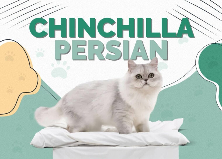 Chinchilla Cat Breed: Info, Pictures, Care, Traits & Facts | Hepper Pet Resources