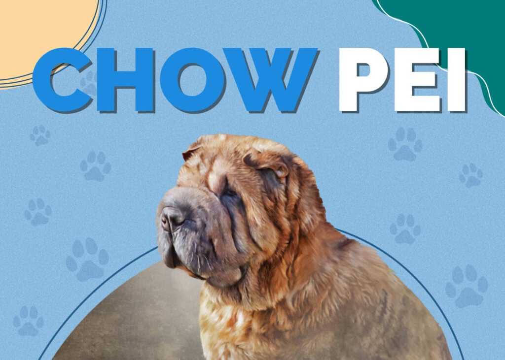 Chow Pei (Chow Chow & Shar Pei Mix): Info, Pictures, Characteristics ...