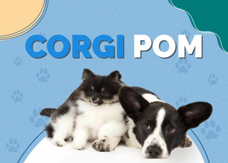 Corgi Pom (Corgi & Pomeranian Mix): Info, Pictures, Traits & More ...