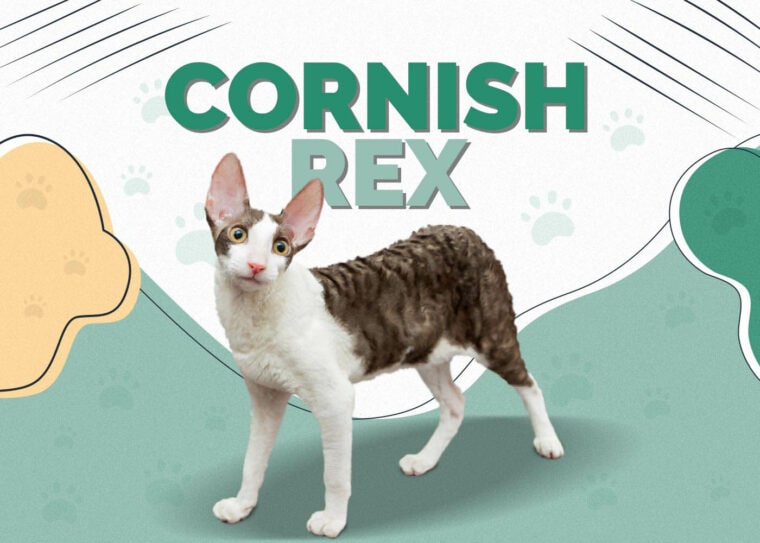 Cornish Rex Cat Breed: Info, Pictures, Care, Traits & Facts | Hepper ...