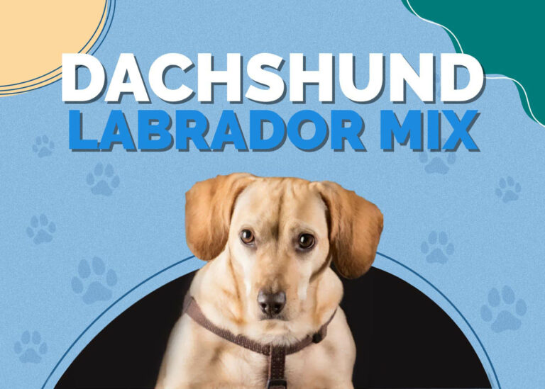 Dachshund Labrador Mix: Info, Pictures, Characteristics & More | Hepper ...